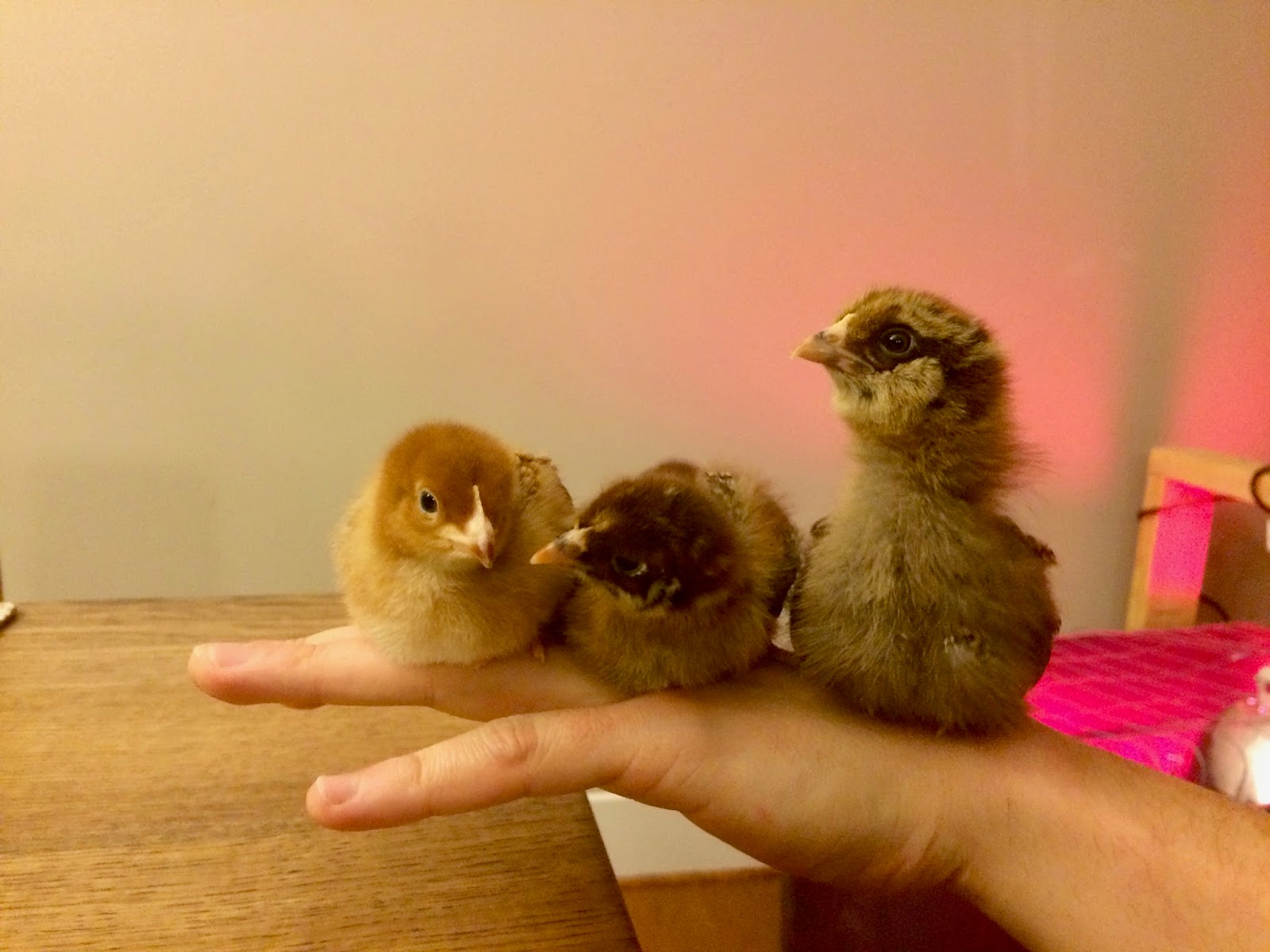 Seiklused ja jutud: Beebid ei hüüa tulles...