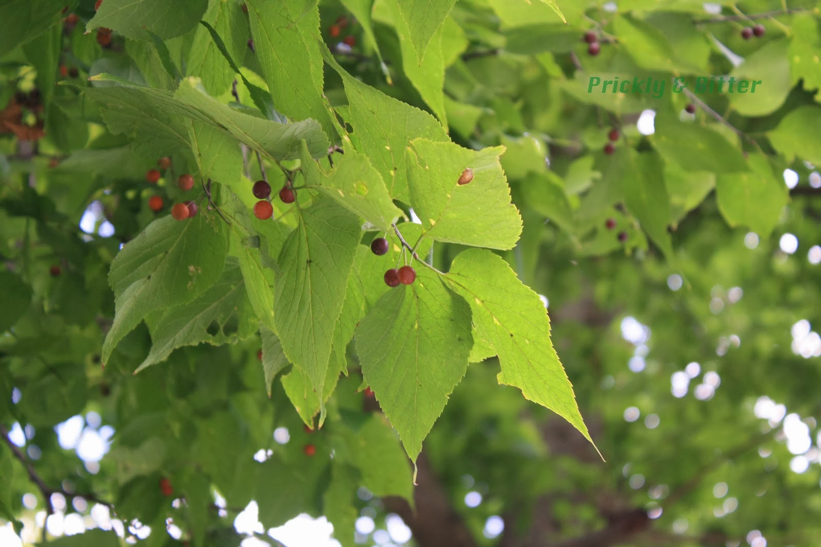 Prickly and Bitter: Hackberries can be nature's lightning rods