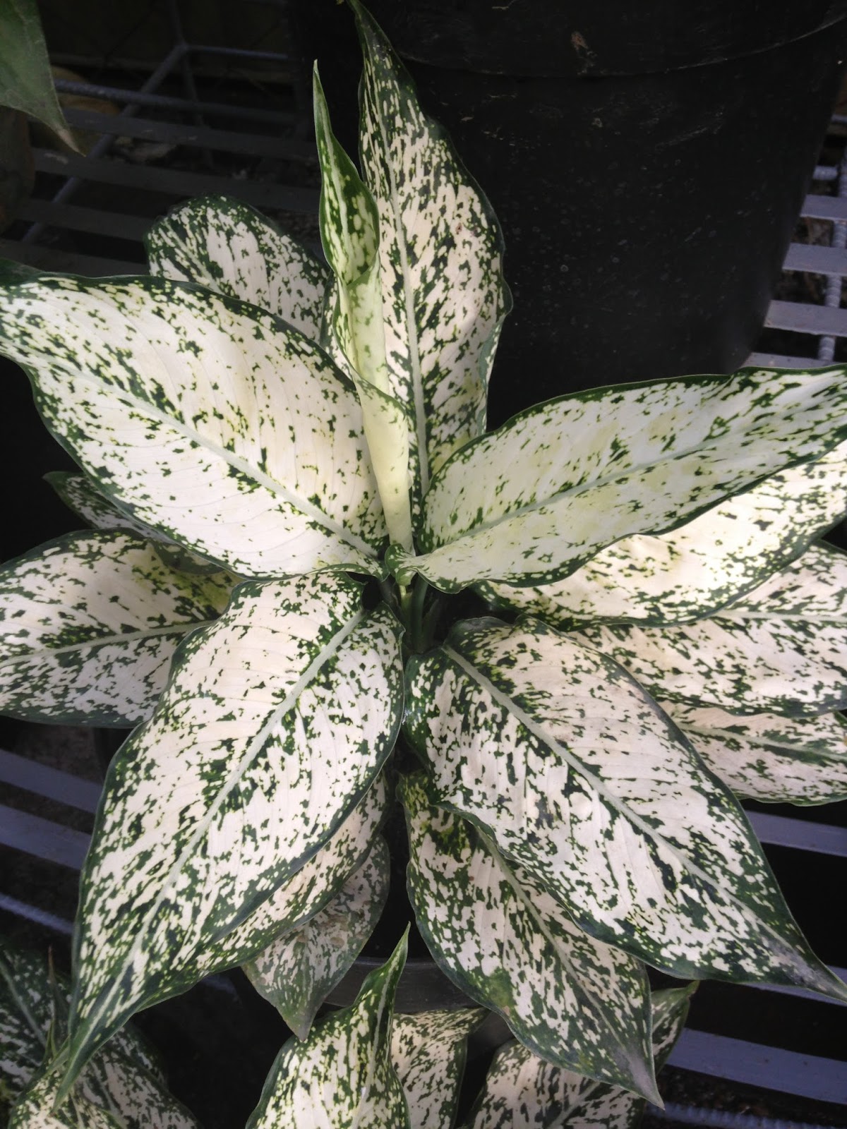 Blog Multi Vaso: Aglaonema 'Snow White'