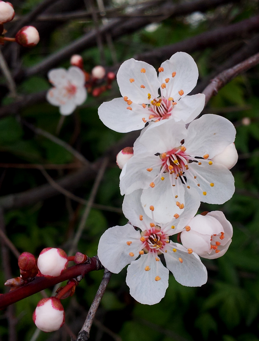 une fleur d'un jour: :: blossom ii