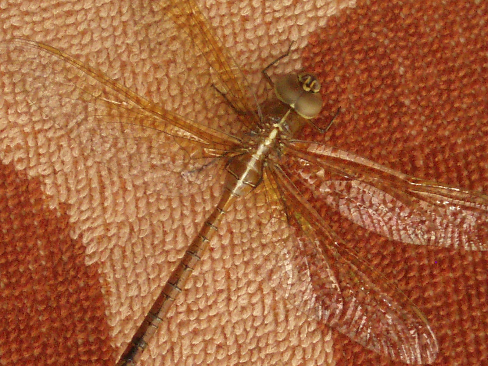 Catinga bachata: Alguacil en toalla. Serie