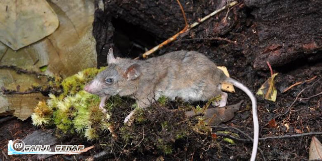 6 jenis Tikus-tikus Unik Yang Ada Di Indonesia - Ganjil Genap