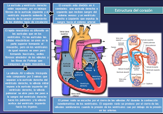 Fisiologia UAS de Gilfredo Enrique Castro Alcantar : ESTRUCTURA DEL ...