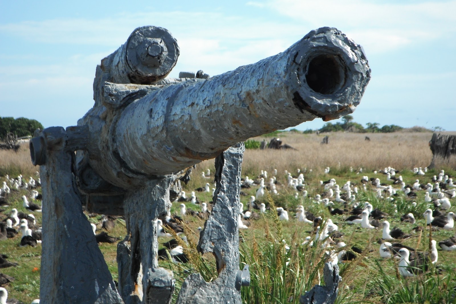 Donnelly Oceantics: REFLECTIONS ON MIDWAY