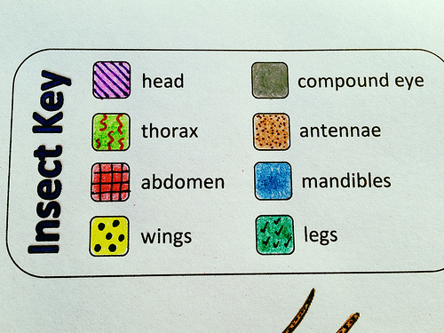 A School Called Home: Mapping an Insect