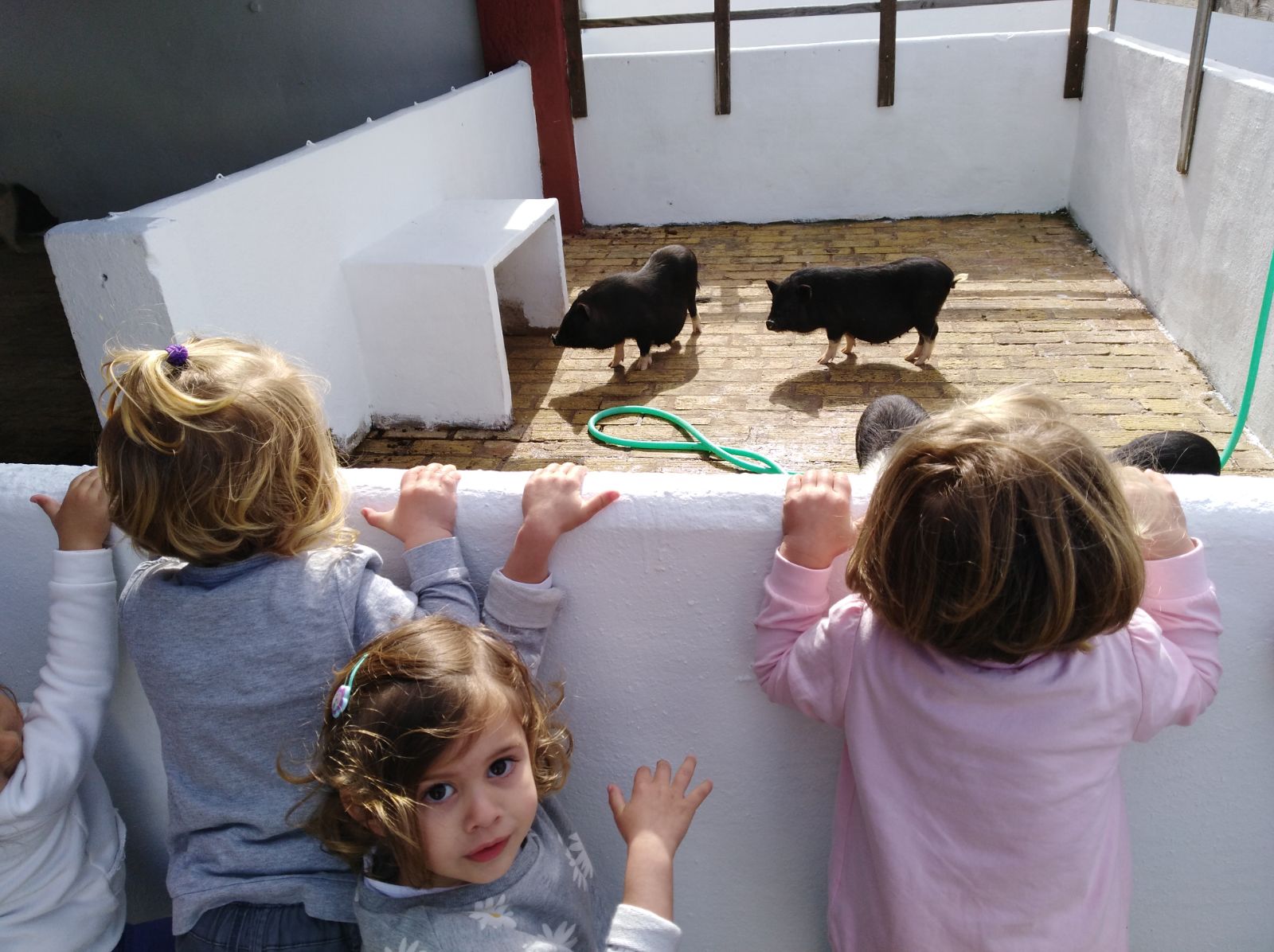 E.I. HUERTA DEL ROSARIO: PROYECTO: LOS ANIMALES DE LA GRANJA