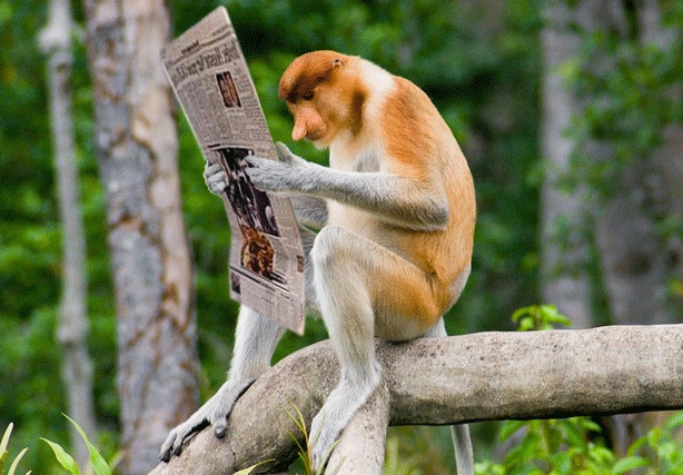 Flora dan Fauna Khas Kalimantan Selatan - THE COLOUR OF INDONESIA