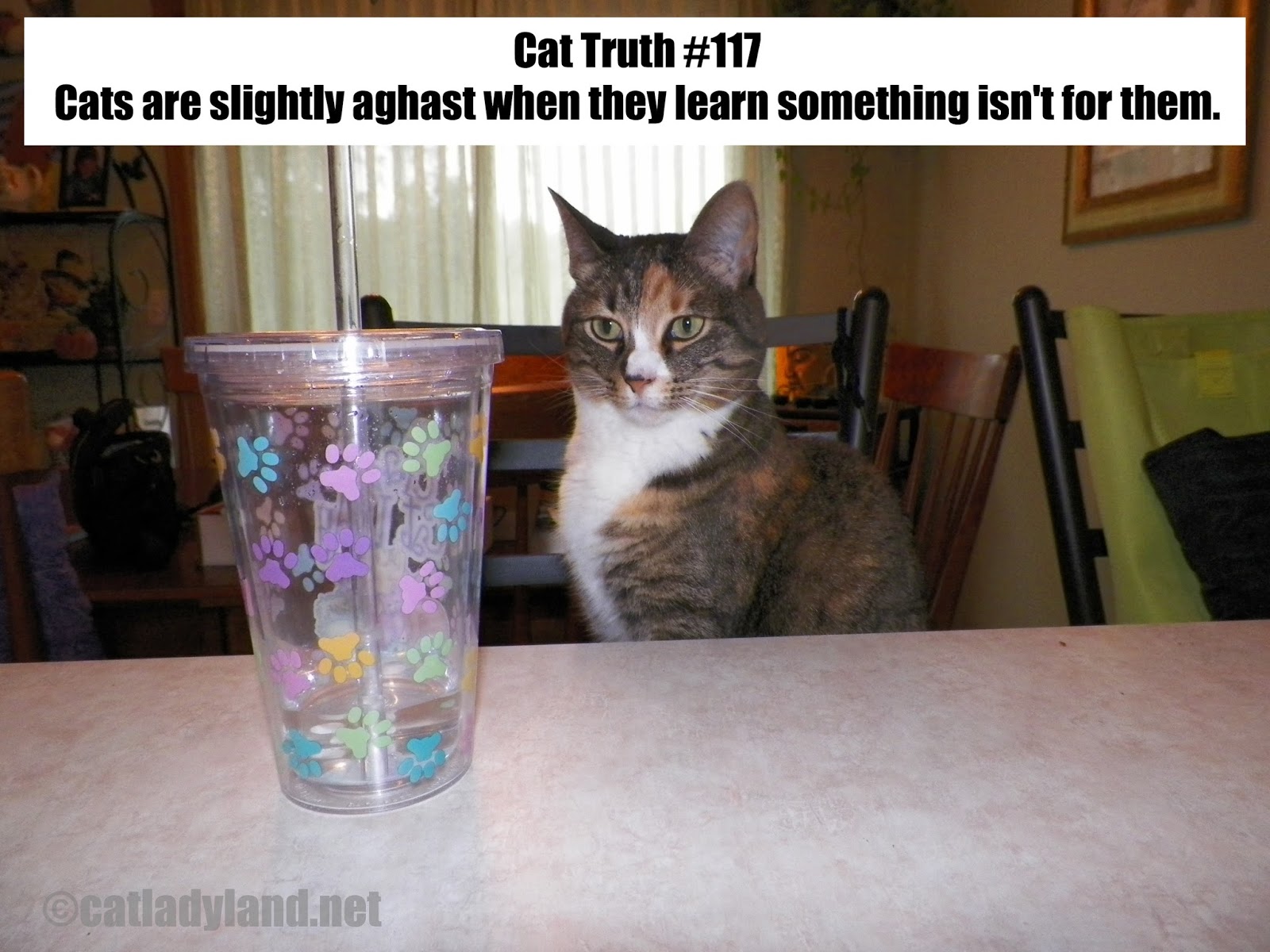 Catladyland: Cats are Funny: Cat Truth #117: Cats Don't Hide Their Feelings
