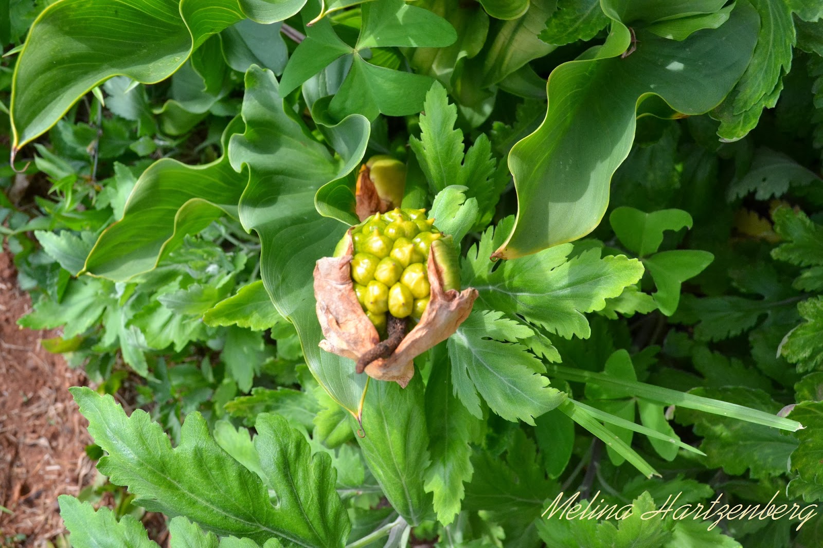 livingplantworld: January 2014