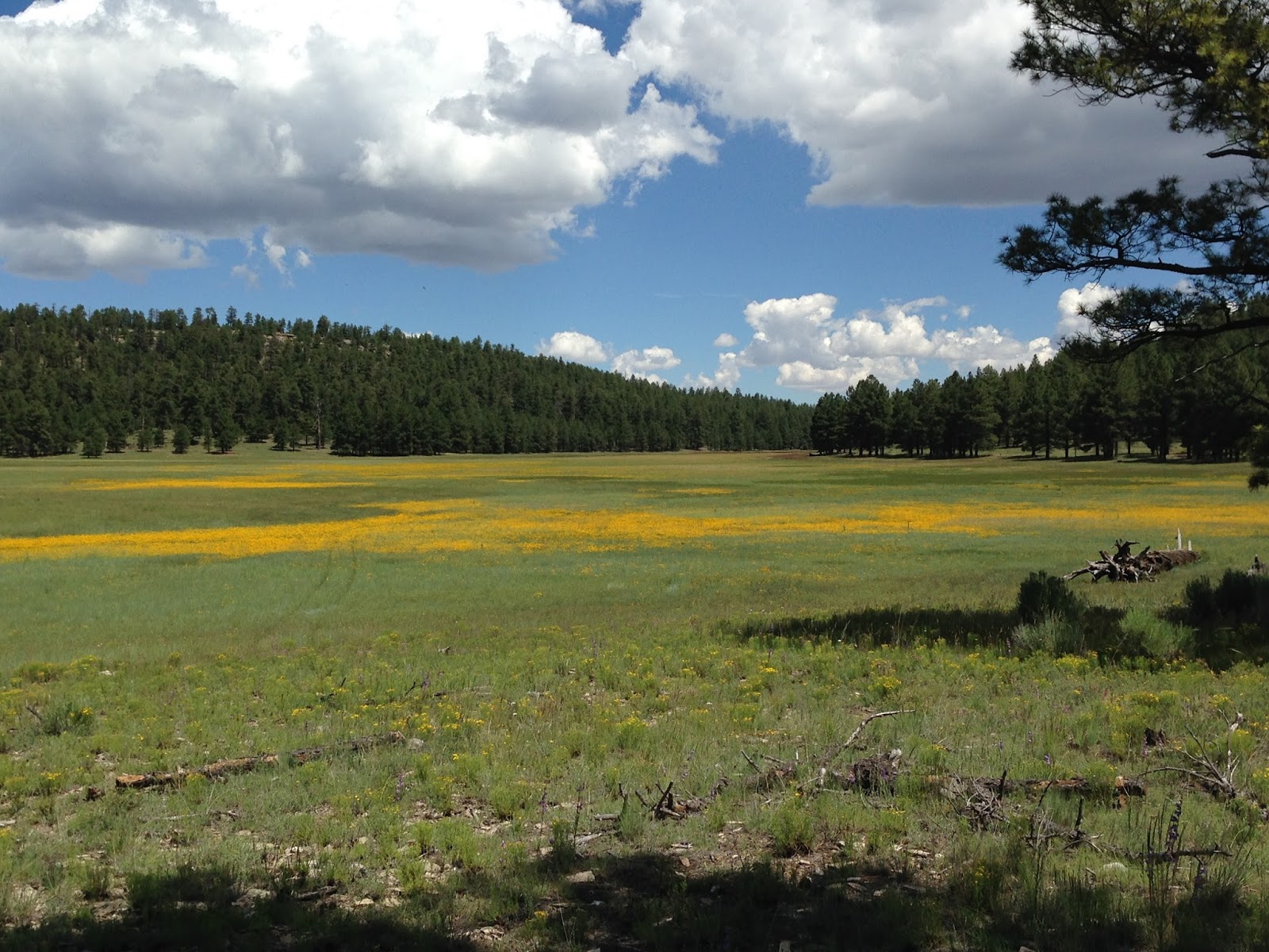 Southern New Mexico Explorer: Rice Park,Zuni Mountains- Cibola National ...