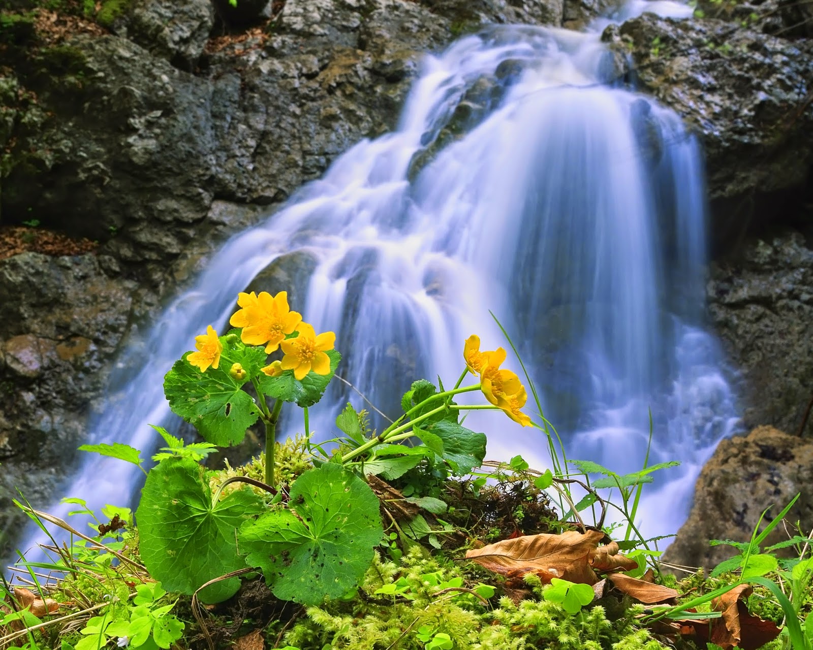 Beautiful Nature Images: Waterfall With Flowers | Beautiful Nature And ...