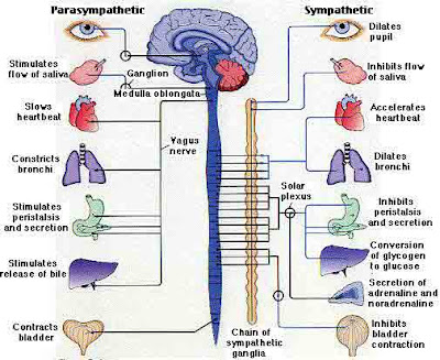 the sympathetic and parasympathetic nerve pathways: PARASYMPATHETIC ...