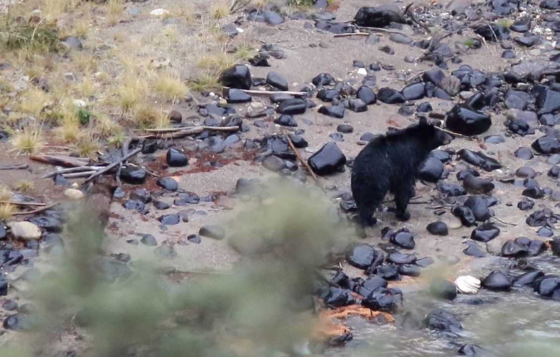 Notes from the Pens: A Place Calls Itself My Home