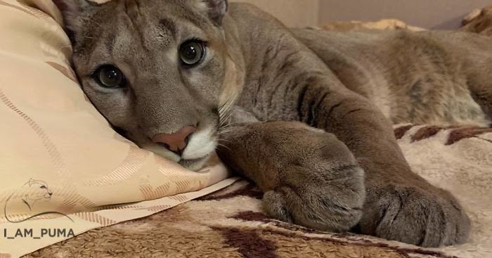 Puma que não pode ser liberado na vida selvagem vive igual um gato com ...