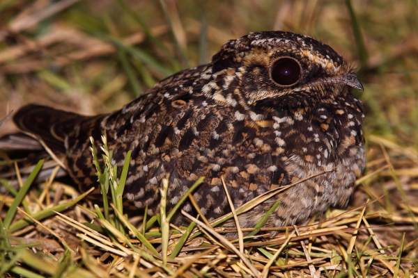 Rockjumper - Worldwide Birding Adventures: A brief history of KwaZulu ...