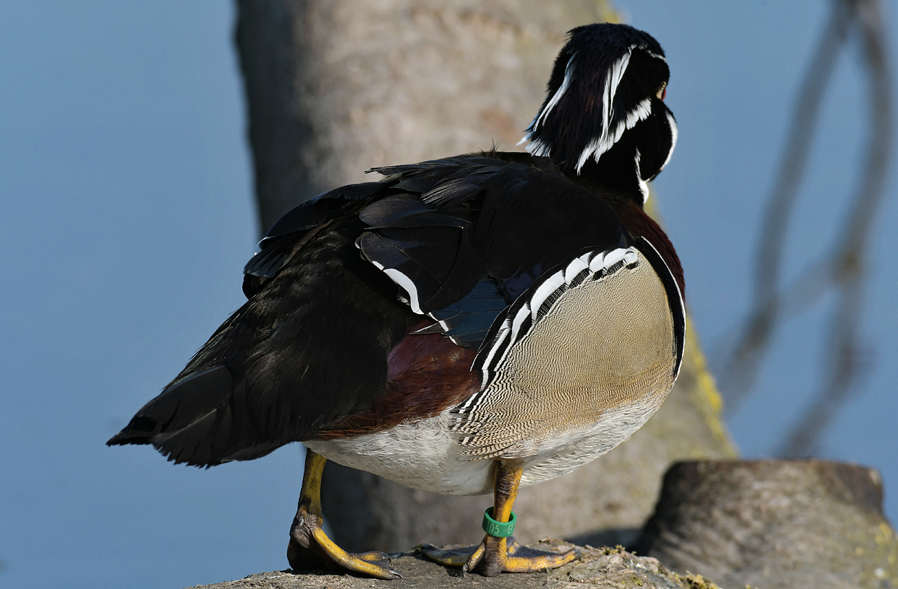 Jozef van der Heijden - Natuurfotografie: De exotische Carolina eend