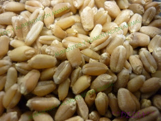 Alimentos y Alimentacion Animal: TRIGO