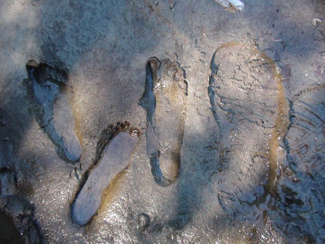 Randy Brisson Shows photos of squatch prints ~ The Crypto Crew