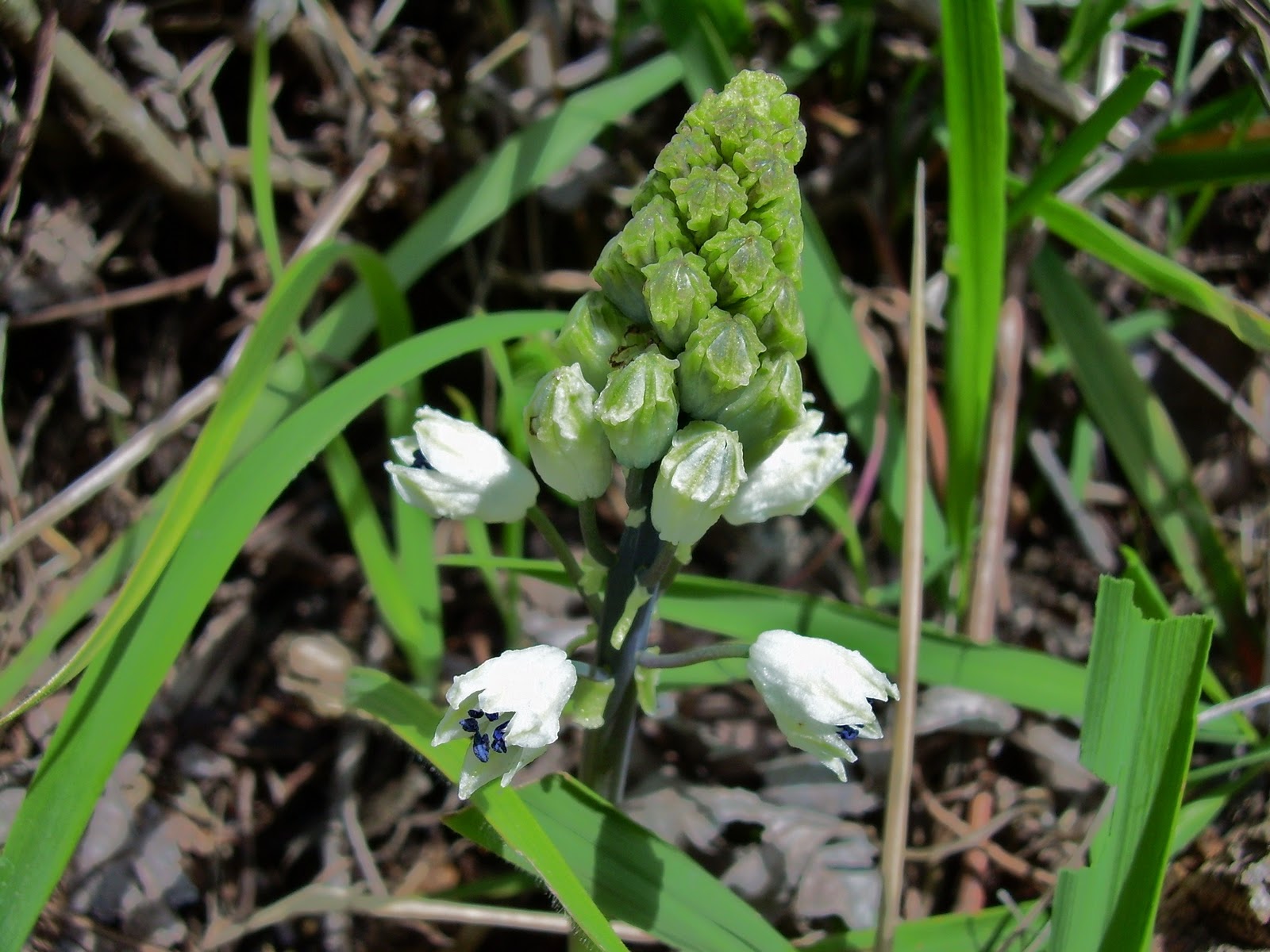 Bellevalia romana (L.) Sweet