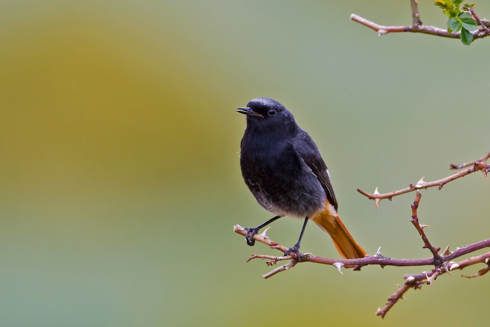 PETER'S PORTFOLIO..............Bird & Wildlife Photography: Black Redstart