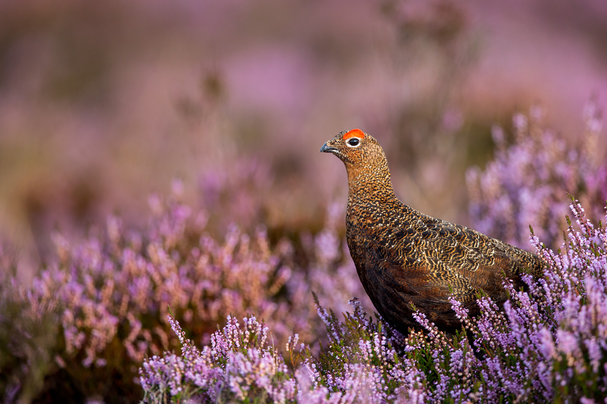 Darley Dale Wildlife: Red Grouse in heather