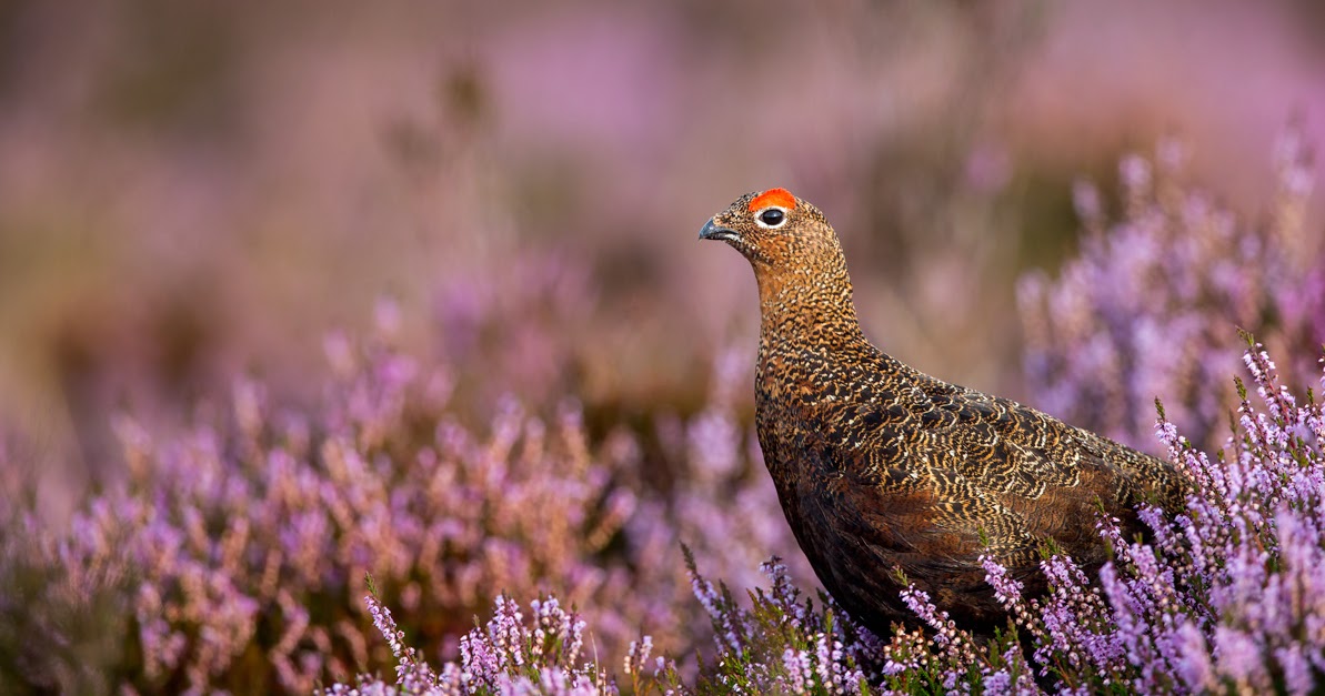 Darley Dale Wildlife: Red Grouse in heather