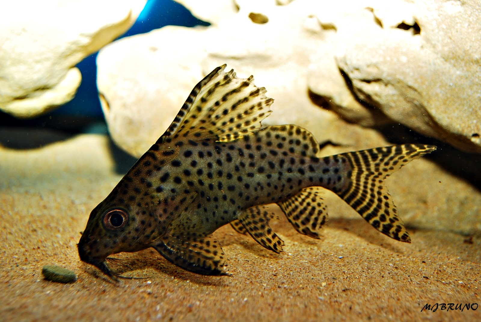 EL BLOG DE MIGUEL JUAN: PECES: CICLIDOS AFRICANOS