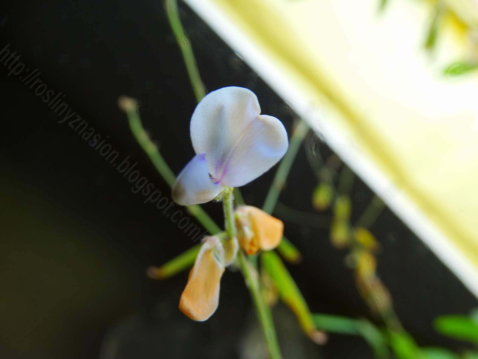 Niesamowity świat roślin: Kwiaty aturi - tańczącej rośliny