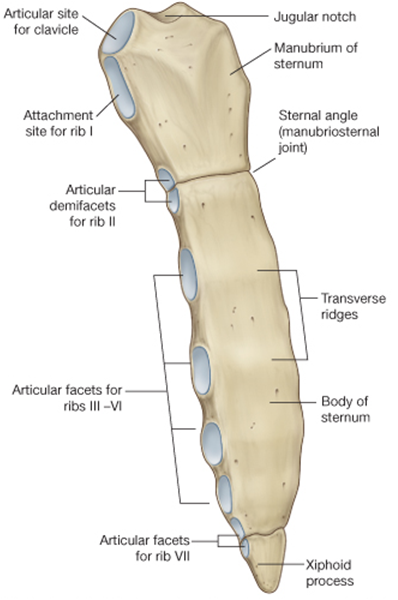 Docs Network: Regional anatomy of thorax