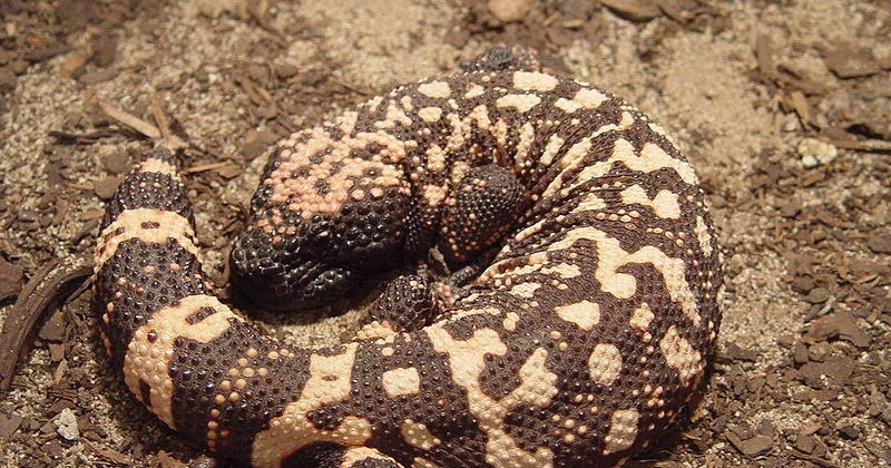 Evolution of venoms: Vertebrates: Venomous Lizards