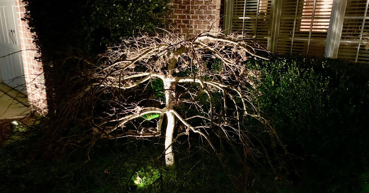 Age Does Not Bring Wisdom, But it Does Give Perspective: The Pooping Tree