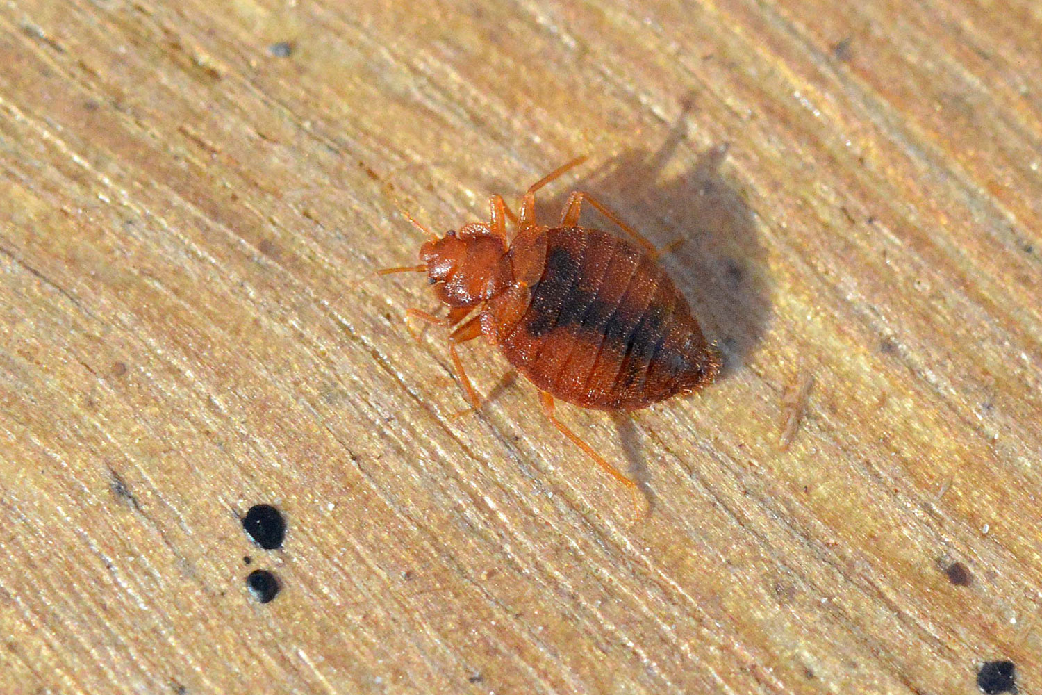 4 Cosas que debes saber de las chinches