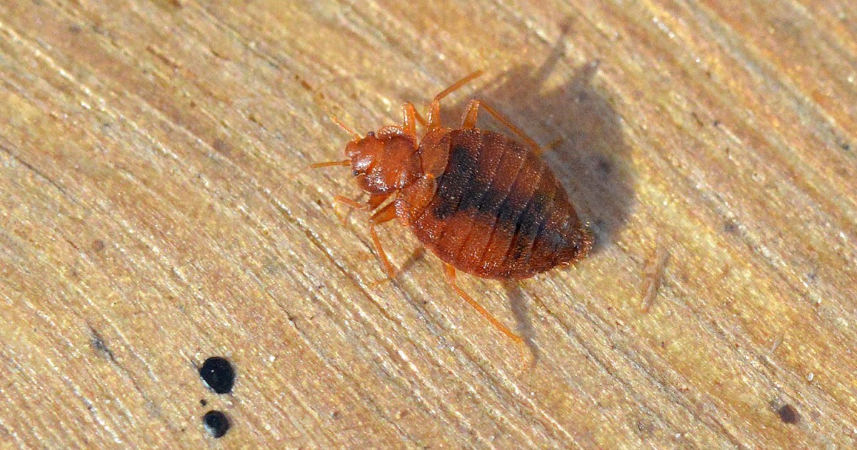 4 Cosas que debes saber de las chinches