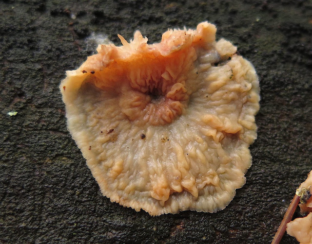 Saratoga woods and waterways: Fall Foliage and Fungi at Moreau