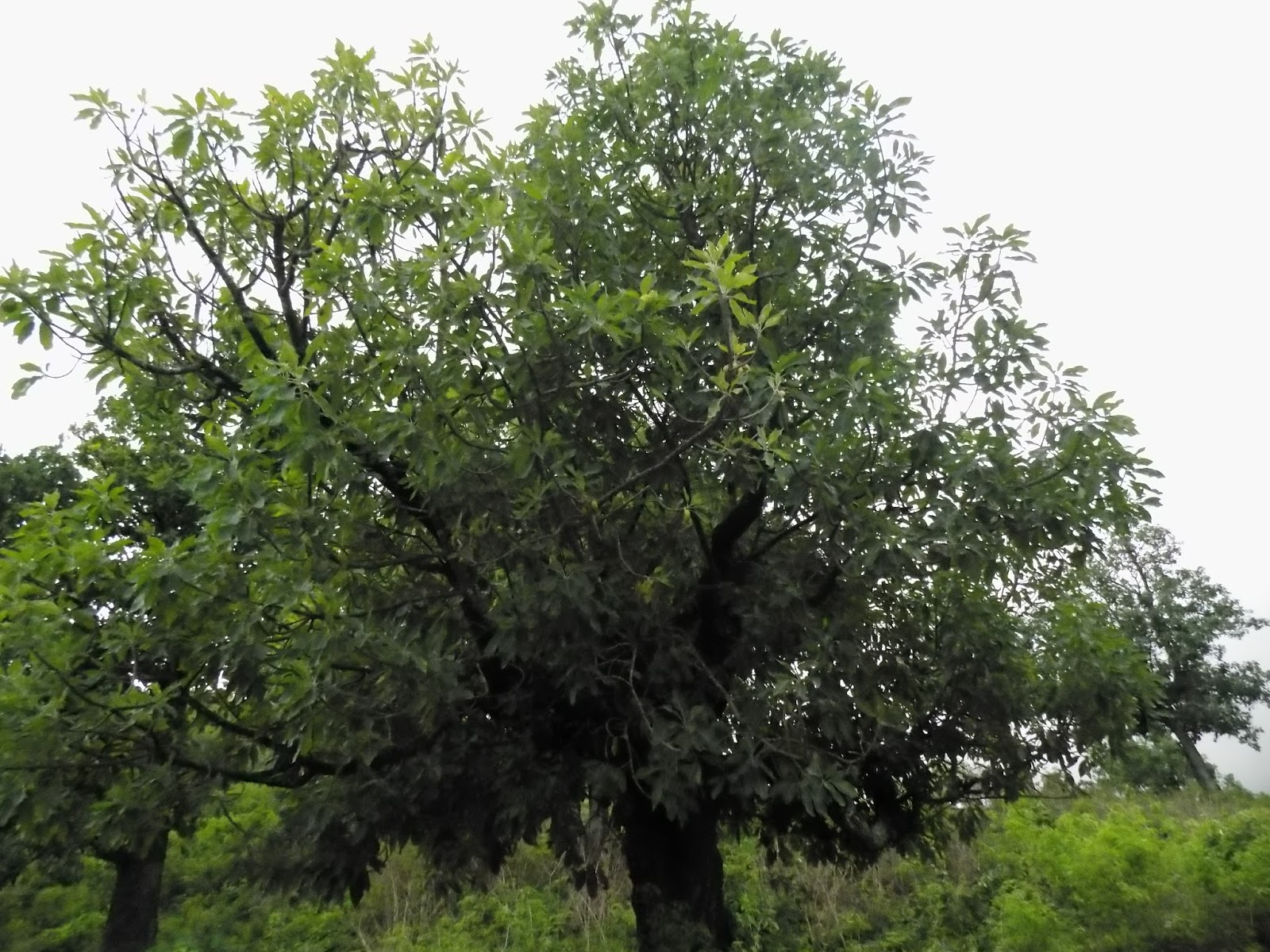 Mahua Plant (Mohu)