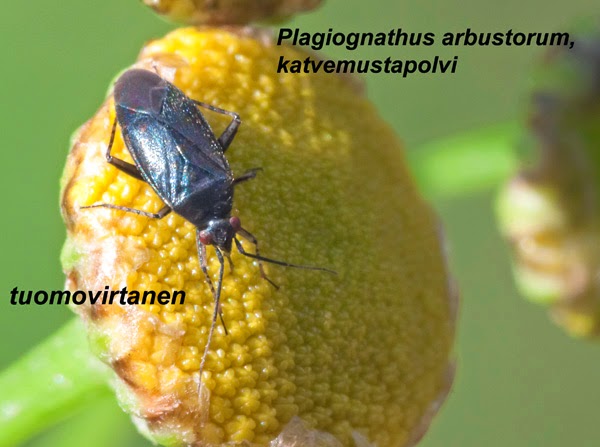 tuomovirtanen: Suomen luteet-Heteroptera-Bugs of Finland