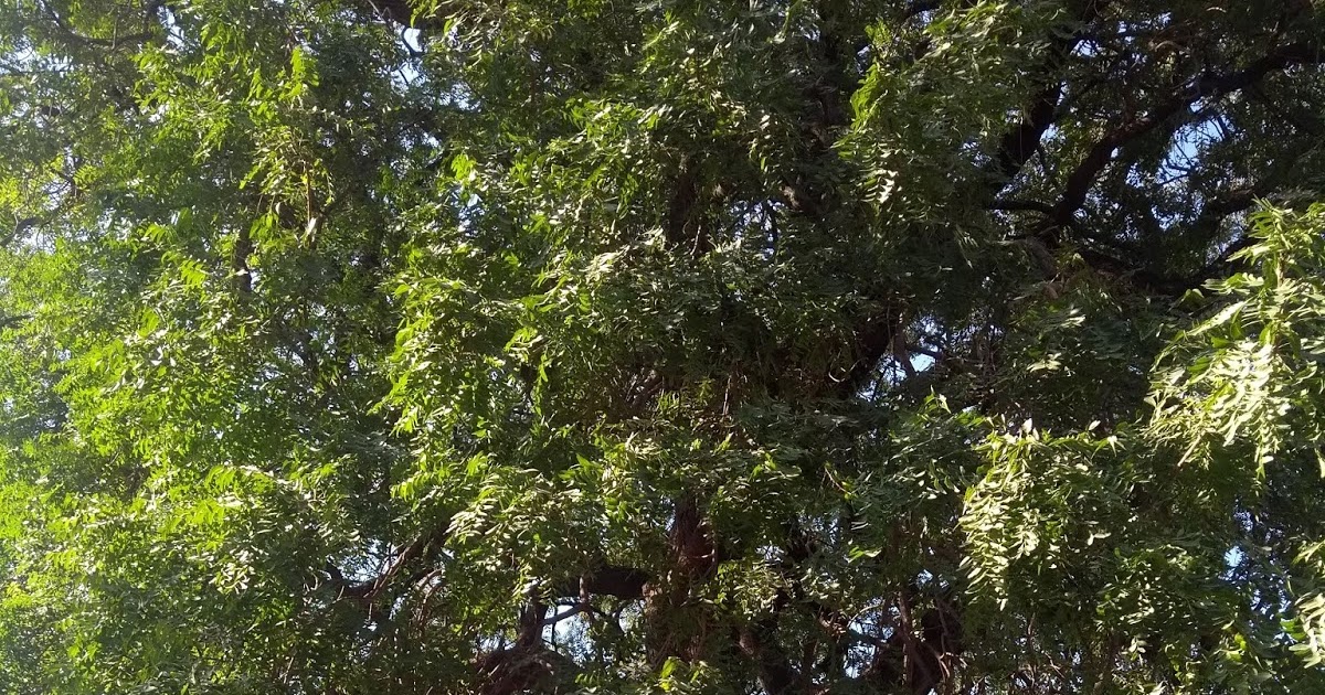 Spice of Life!: Kailashnath Neem (ThursdayTreeLove)