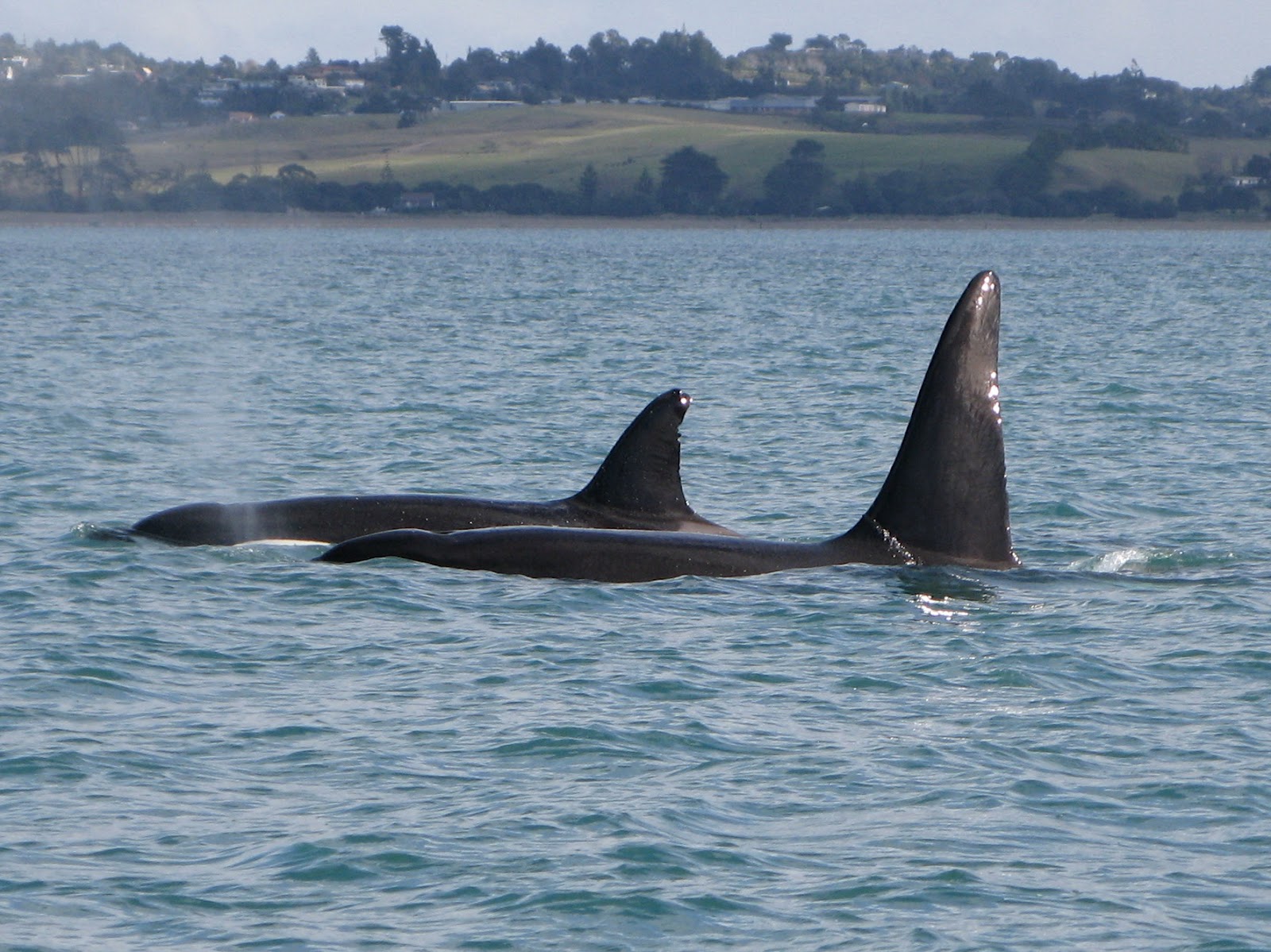 Orca Aware: Orca of the World