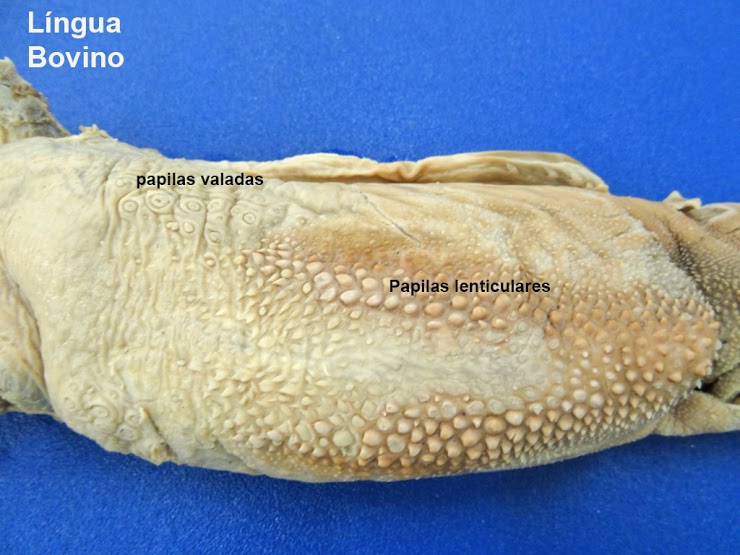 AnatoVet: SISTEMA DIGESTÓRIO - LÍNGUA
