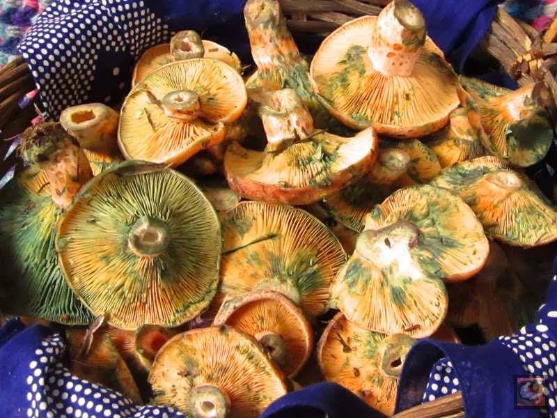 El níscalo, lactarius deliciosus, rovellò