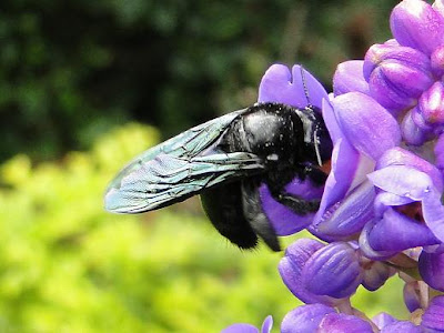 Sarzedo Ecologia: Mamangava