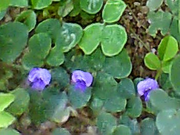 Tick Trefoil - Heen Undu Piyaliya | SL Flora