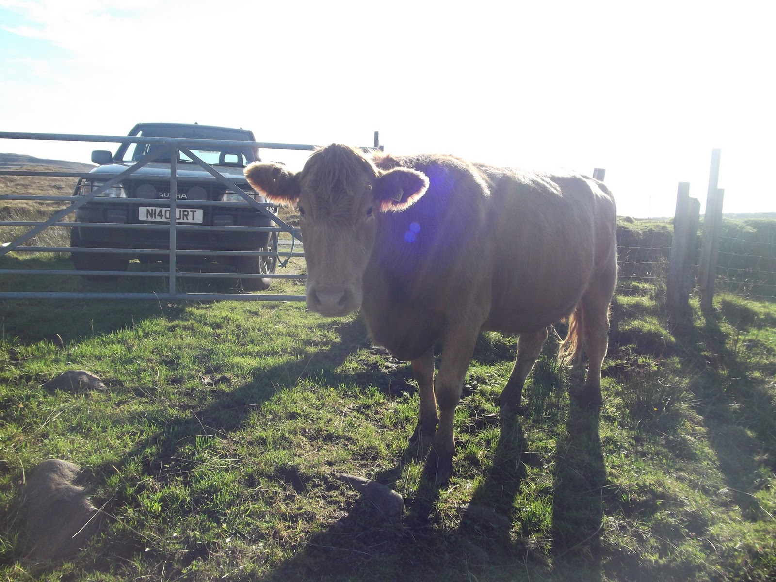 Life on the croft.: Our two best Mummy cows!