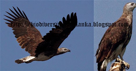 Biodiversity of Sri Lanka: Grey-headed Fish-eagle/Tank Eagle/වැව් ...