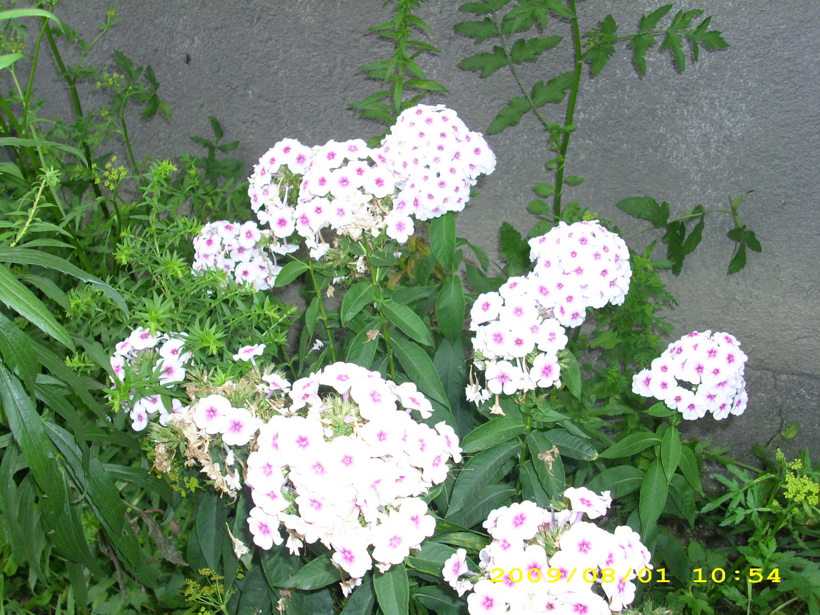 Din natură: Brumărele ( Phlox Paniculata )