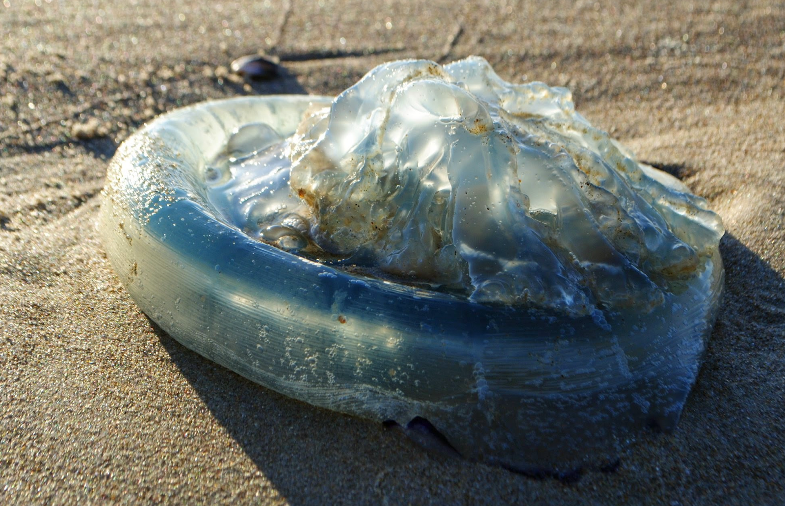Kwal Kopen Als Huisdier - Vogels