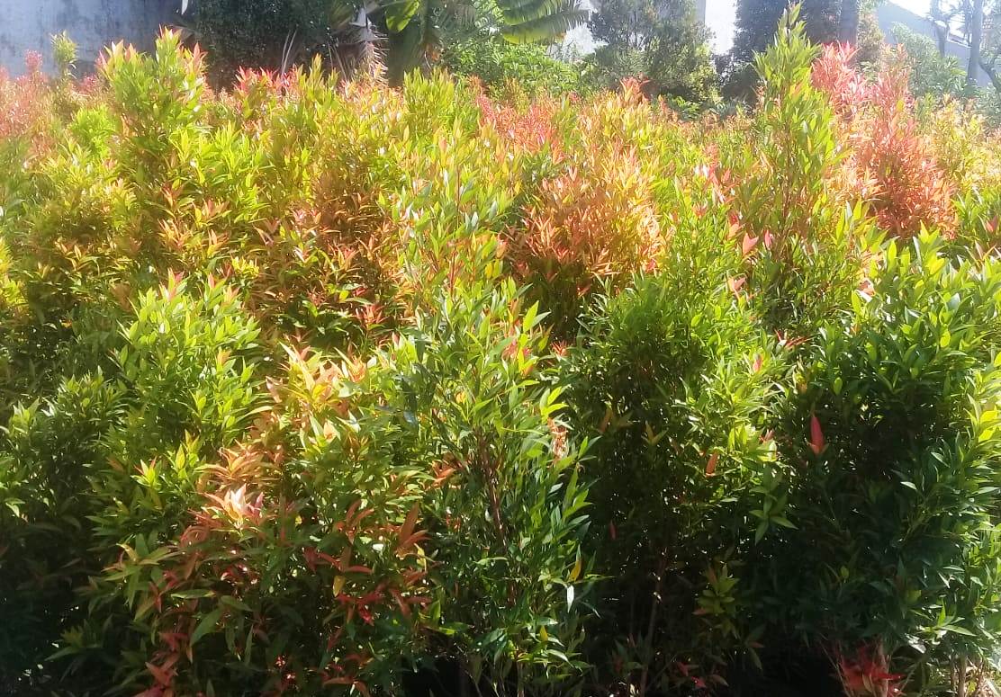 Inspirasi Jenis Tanaman untuk Pagar Rumah - Arsitur Studio