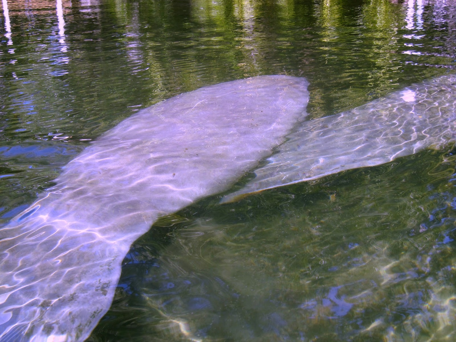 Got2Dive: Hospital Hole Dive Report