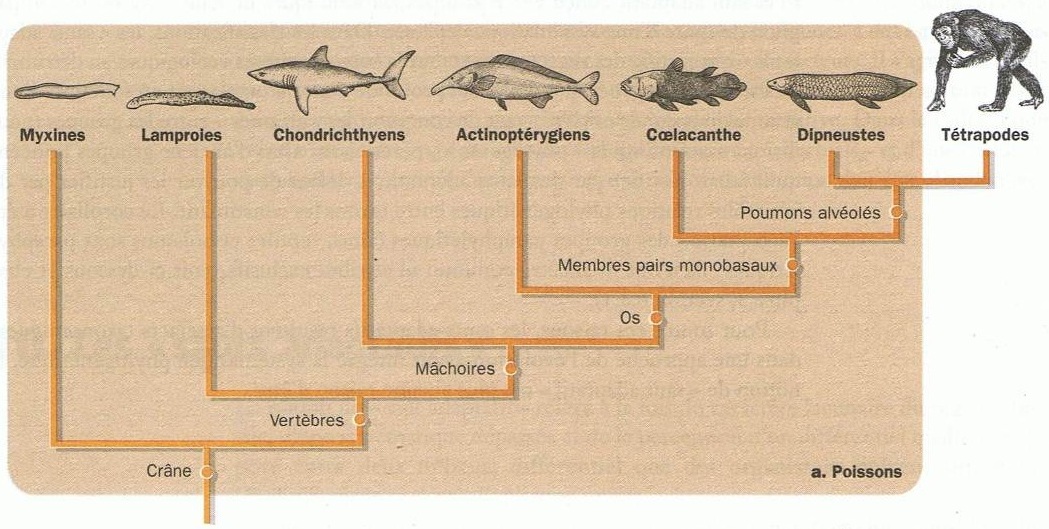 Du côté de chez Elysia chlorotica: Sommes-nous des poissons?