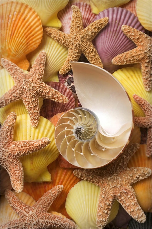 10 Beautiful Starfish & Sea Shell Pictures | Most Beautiful